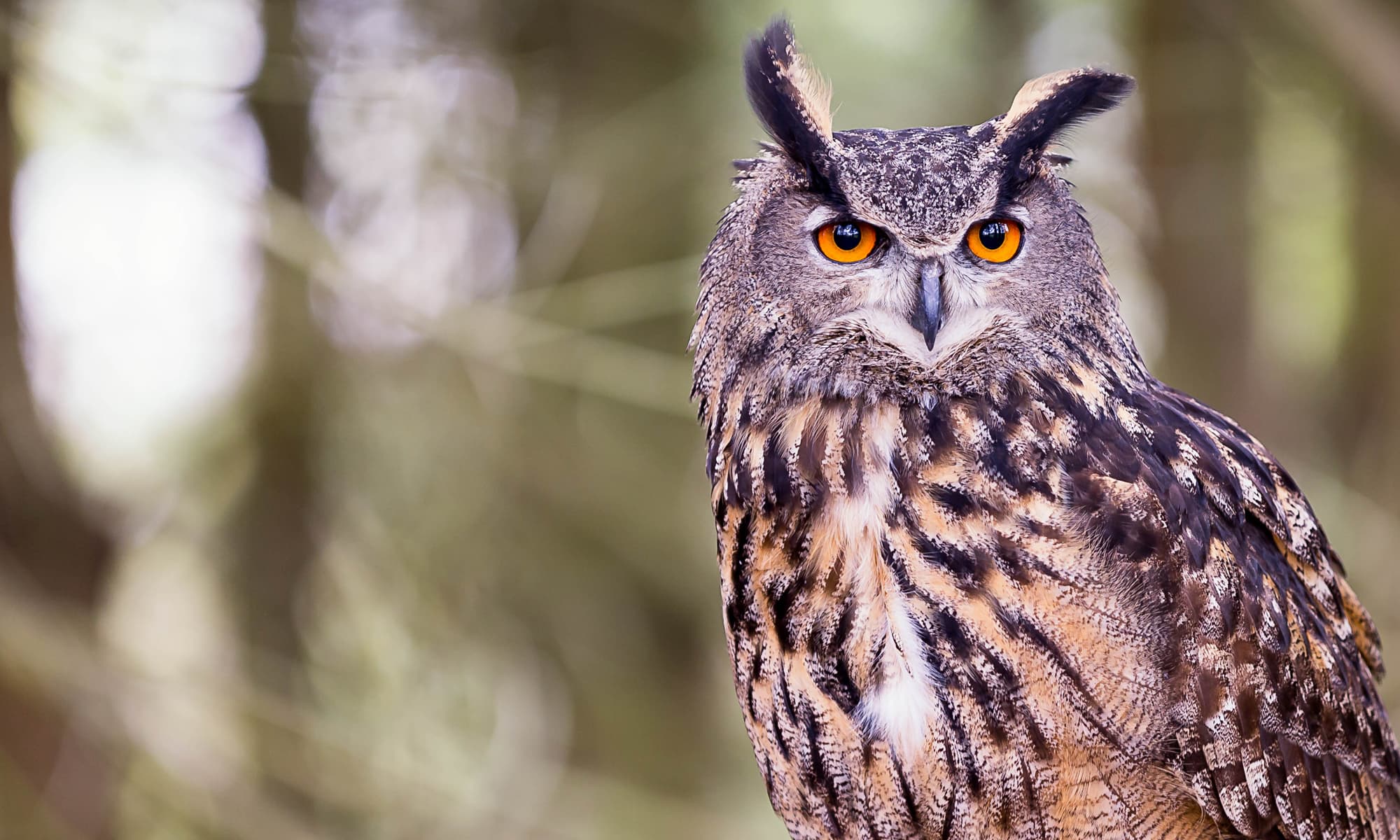 La Plonge Solar and Battery Energy Storage System Project Under ...